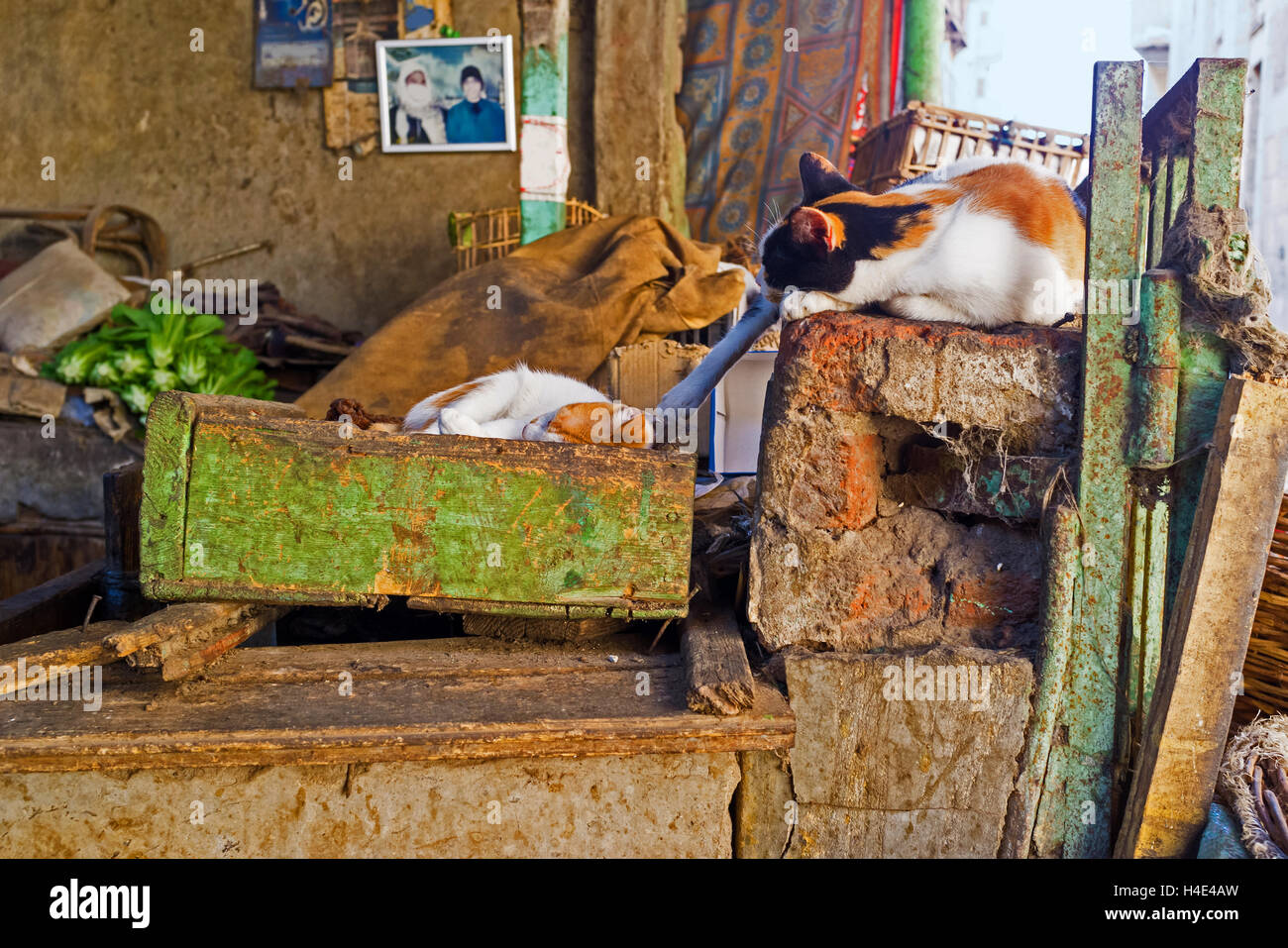 The cats sleep in the old vegetable stall in market, Cairo, Egypt Stock ...
