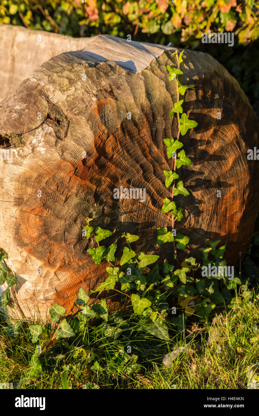 Cut end of log with ivy, UK Stock Photo - Alamy