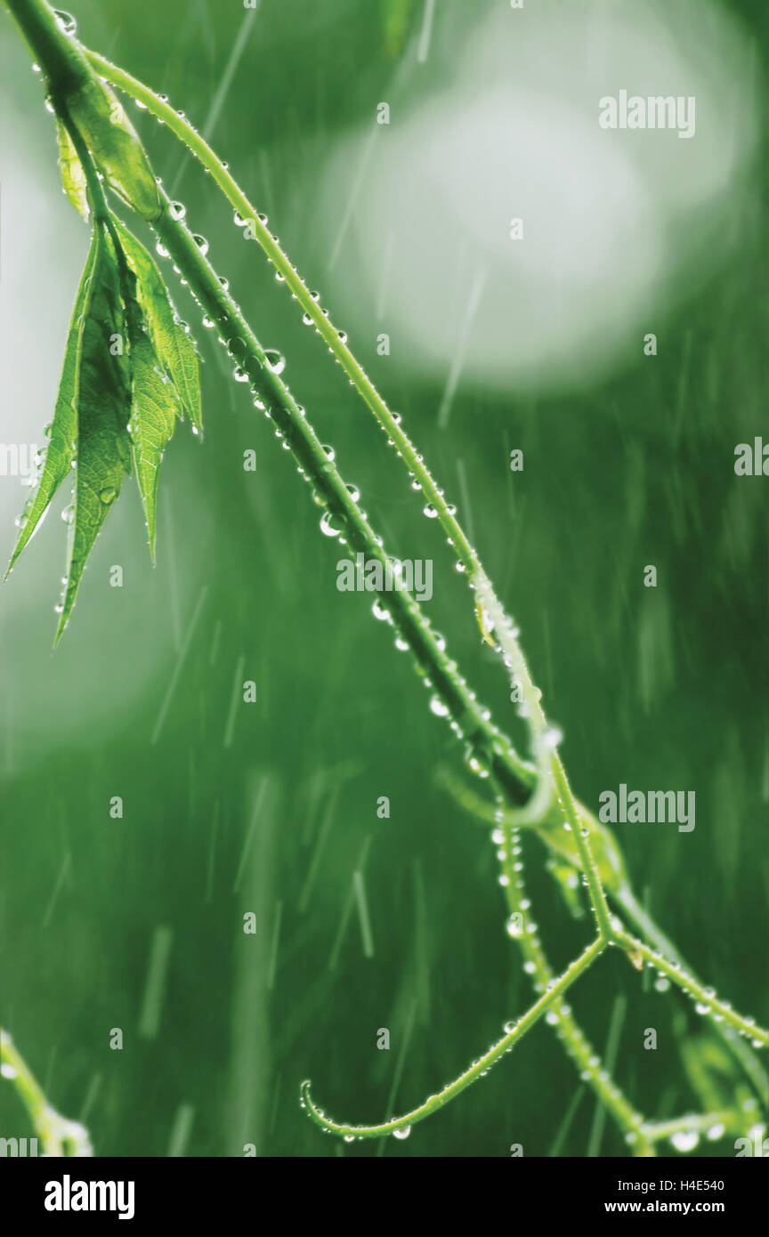 New Virginia Victoria Creeper Leaves, Early Summer Rain, Wet Fresh Leaf ...