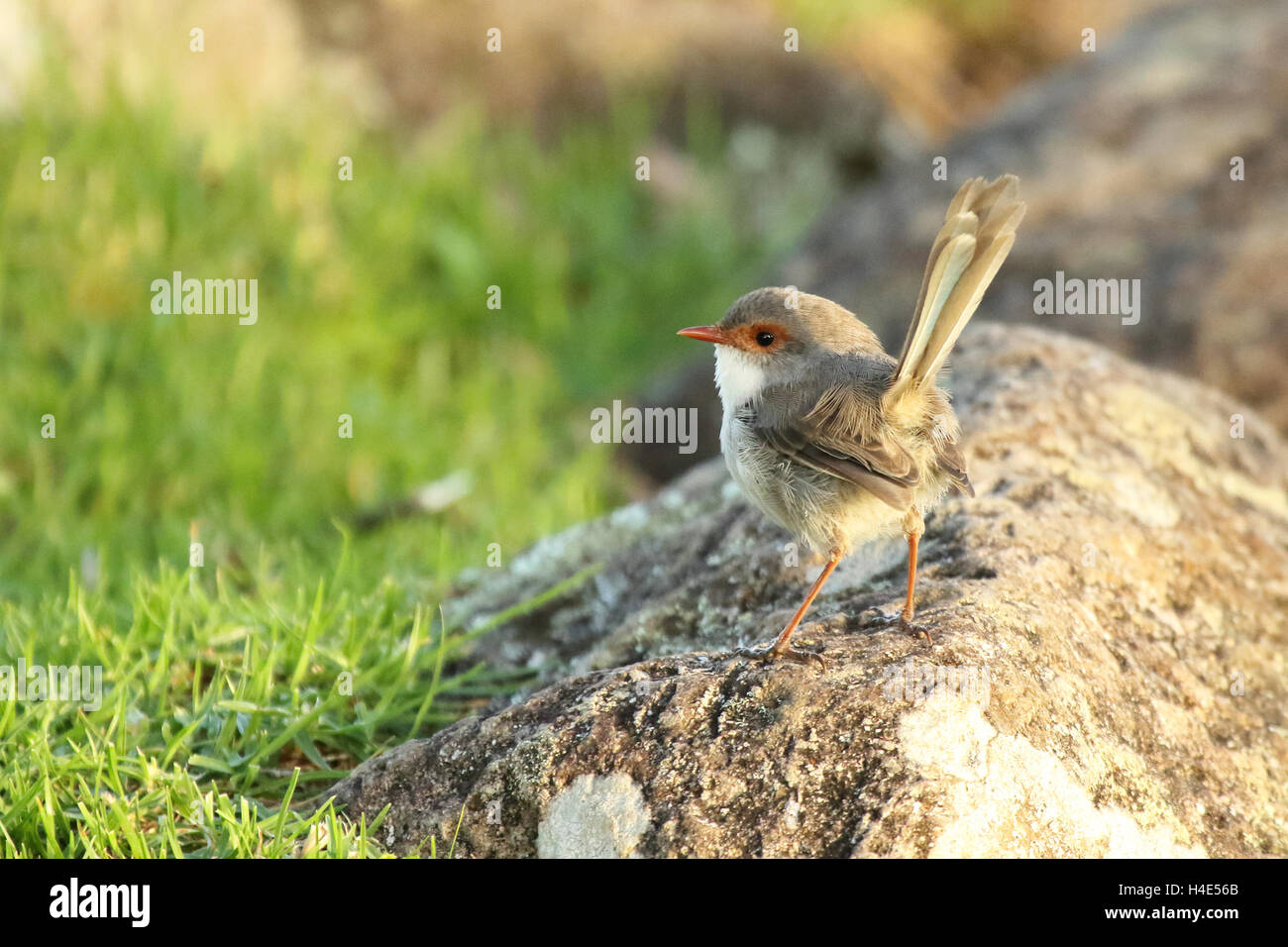 A female Superb Fairy Wren showing blue tail feathers Stock Photo - Alamy