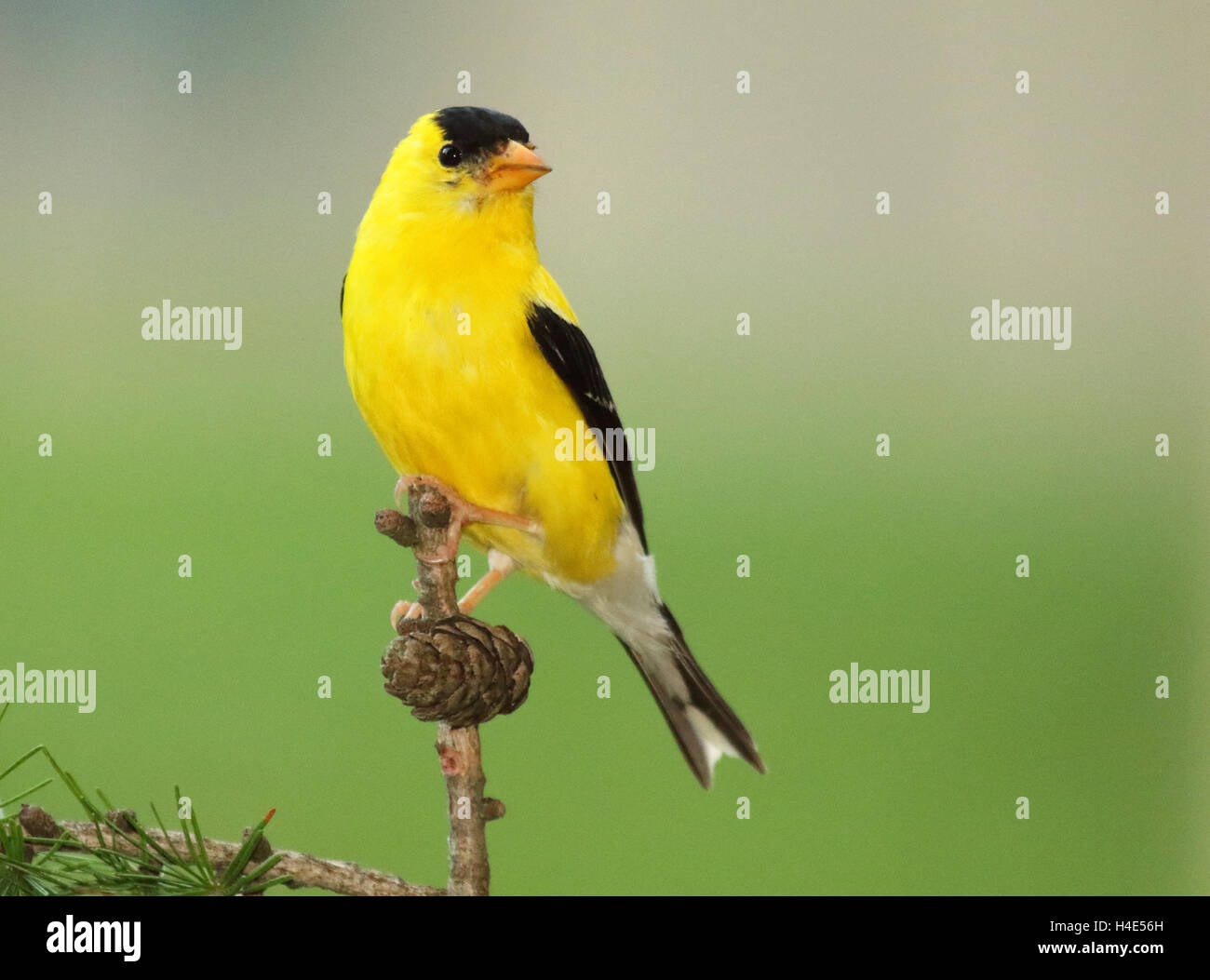 Tamarack hi-res stock photography and images - Alamy