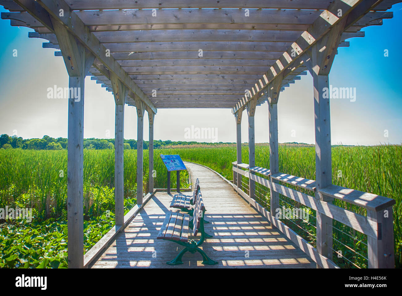 Grass in marsh at point pelee hi-res stock photography and images - Alamy