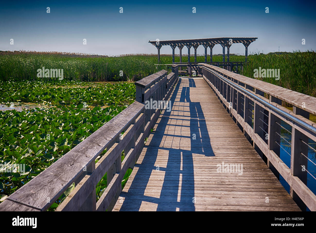 Grass in marsh at point pelee hi-res stock photography and images - Alamy