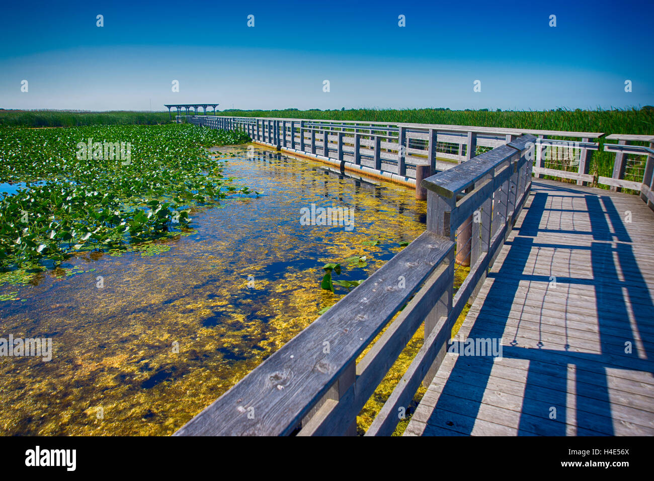 Point Pelee national park boardwalk in the summer, Ontario, Canada ...