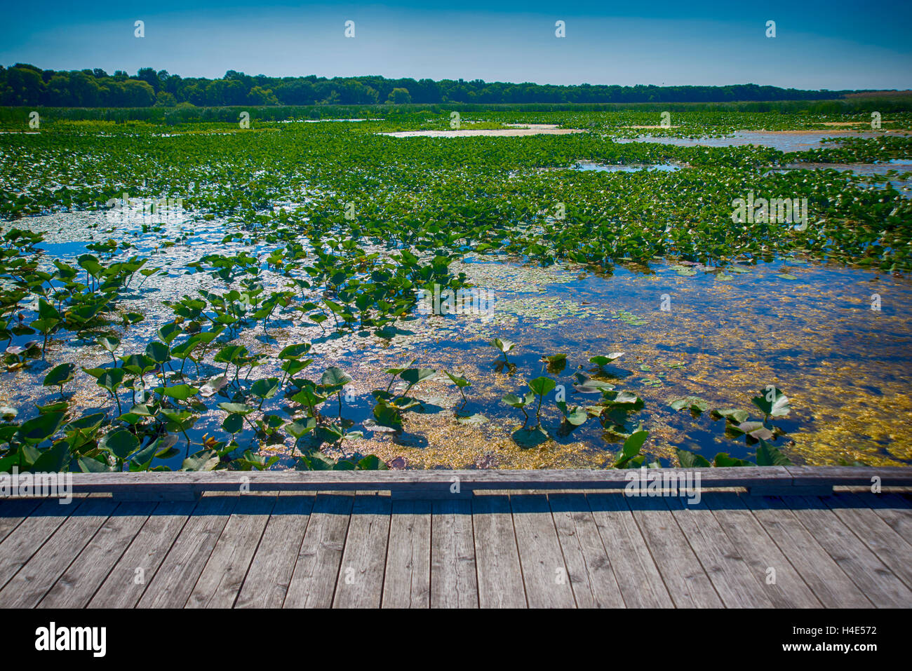 Grass in marsh at point pelee hi-res stock photography and images - Alamy