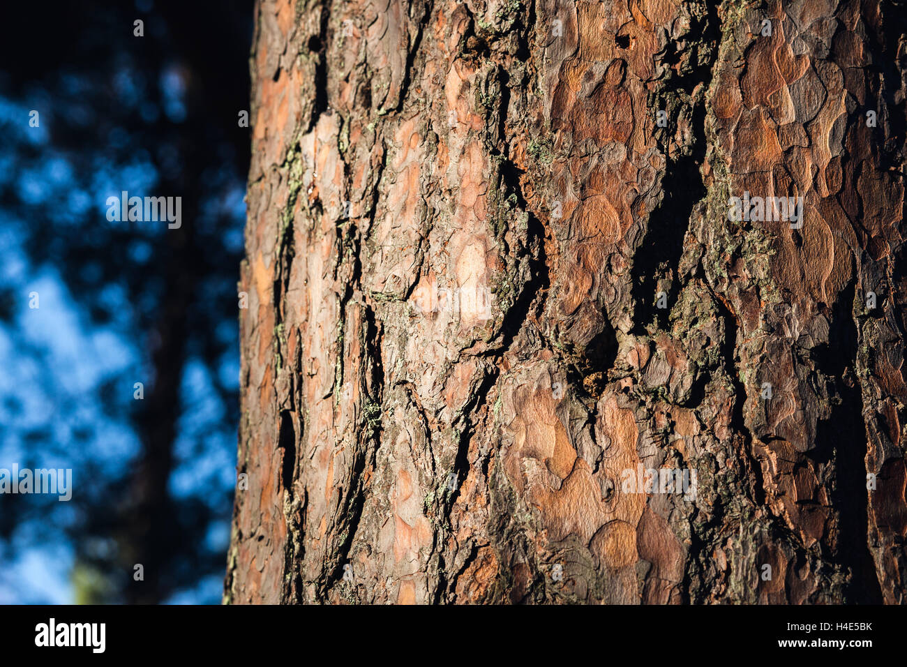 Pine Cortex Texture High Resolution Stock Photography and Images - Alamy