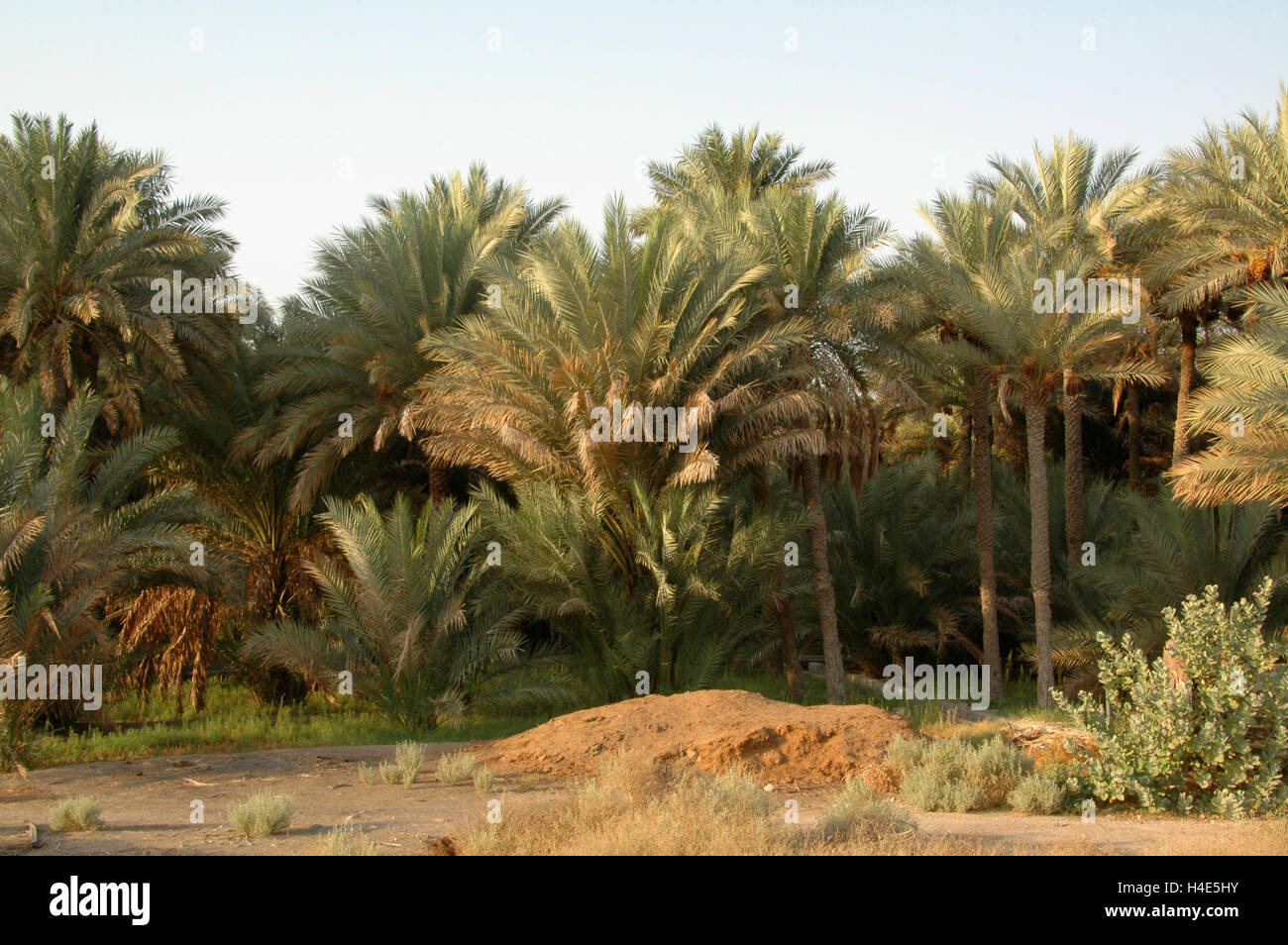 Al Ain Oasis Stock Photo - Alamy