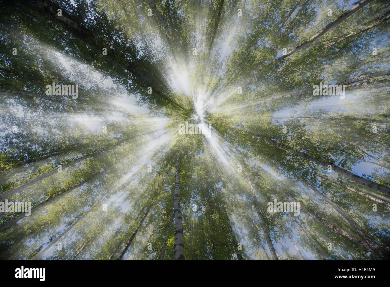 Looking up in Forest - Green Tree branches nature abstract Stock Photo ...