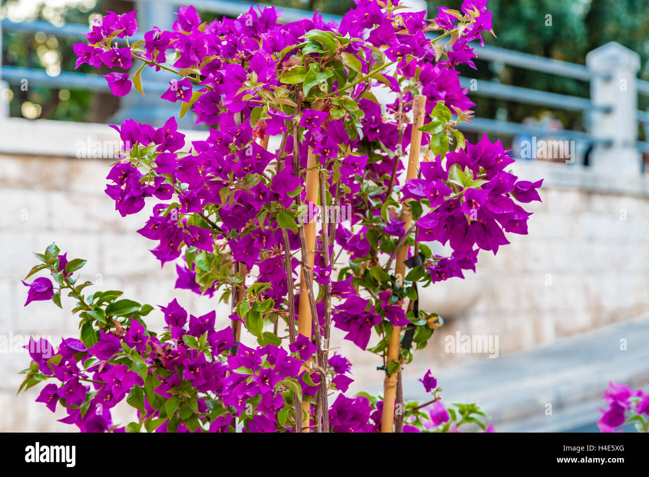 bracts of bougainvillea glabra Stock Photo - Alamy