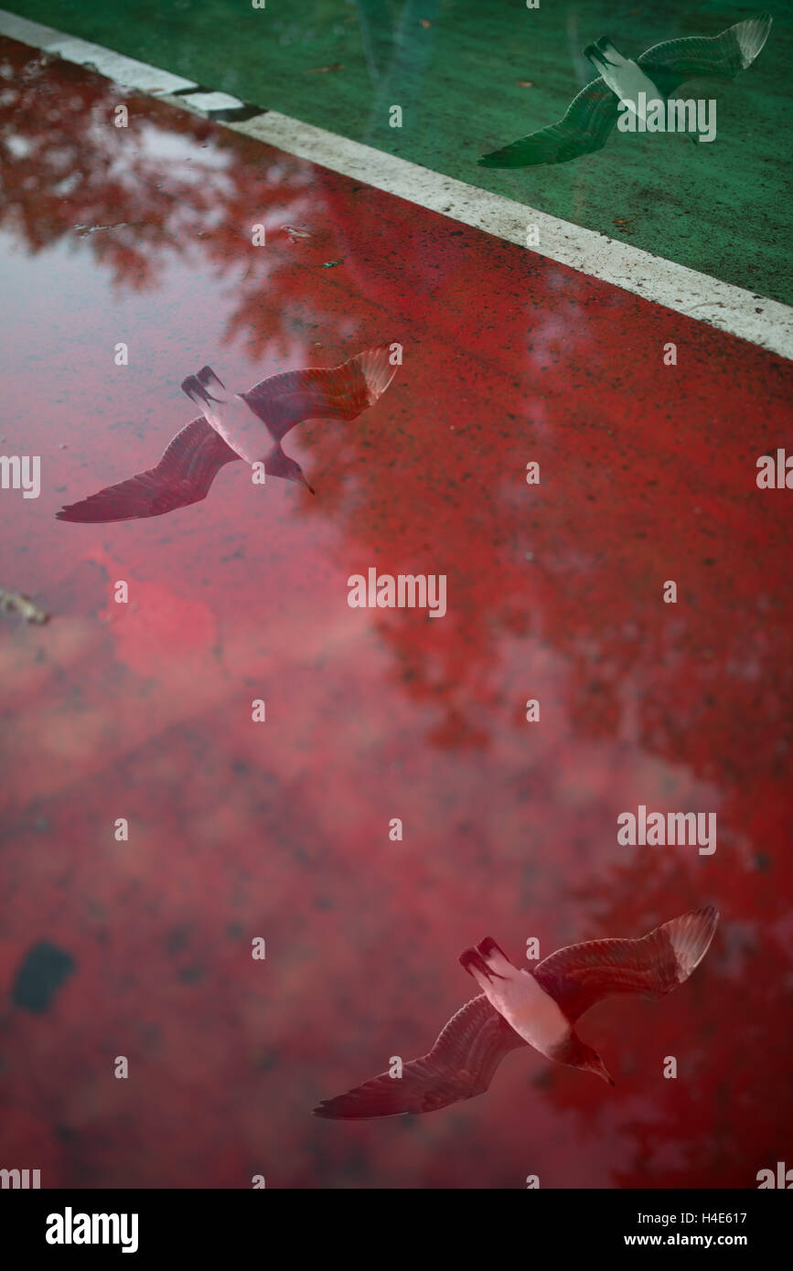 Artistic photo of seagull landing on a red green surface water . Wild ...