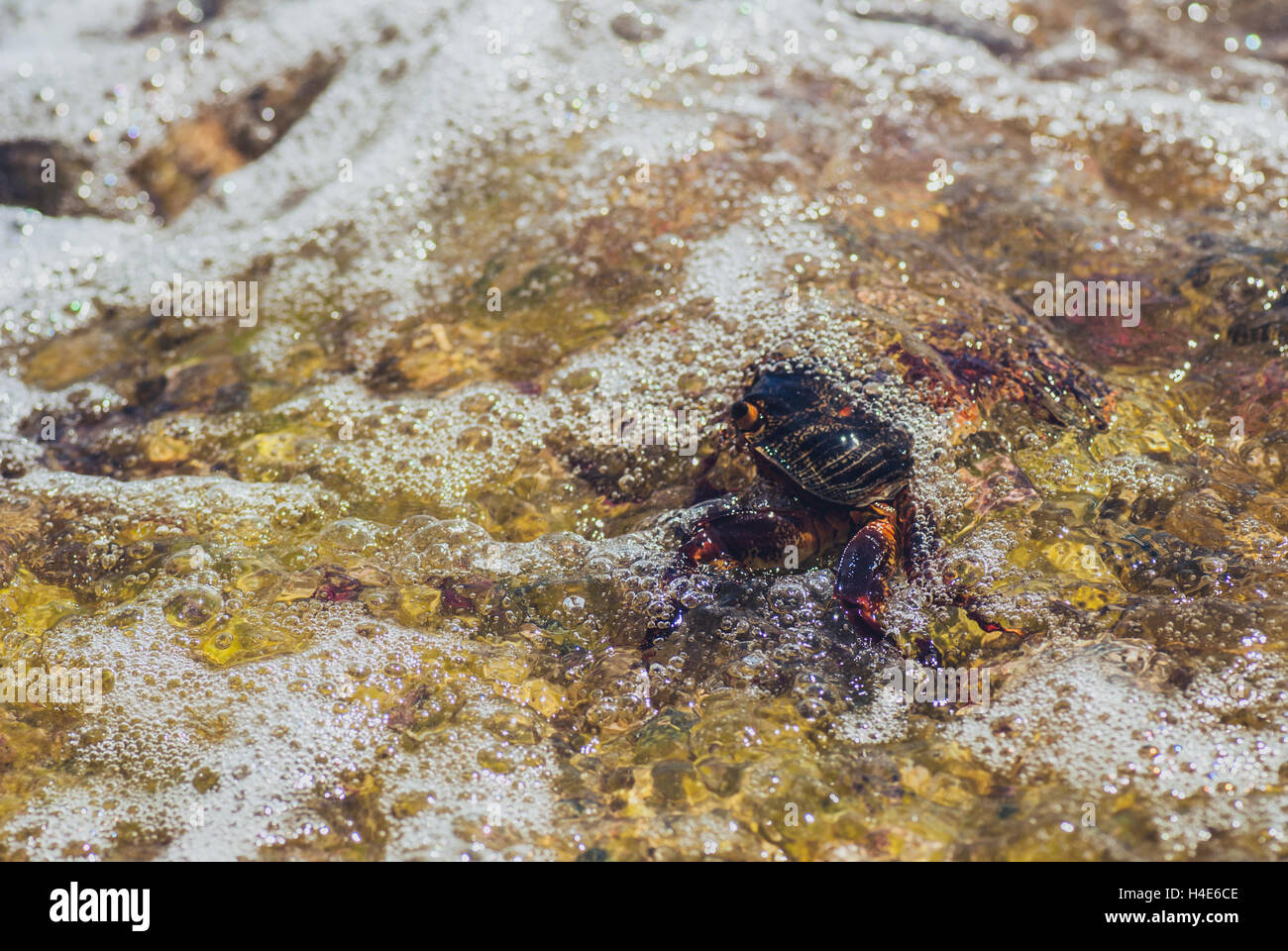 Wet sea crab on the stone. sunny summer day Stock Photo - Alamy