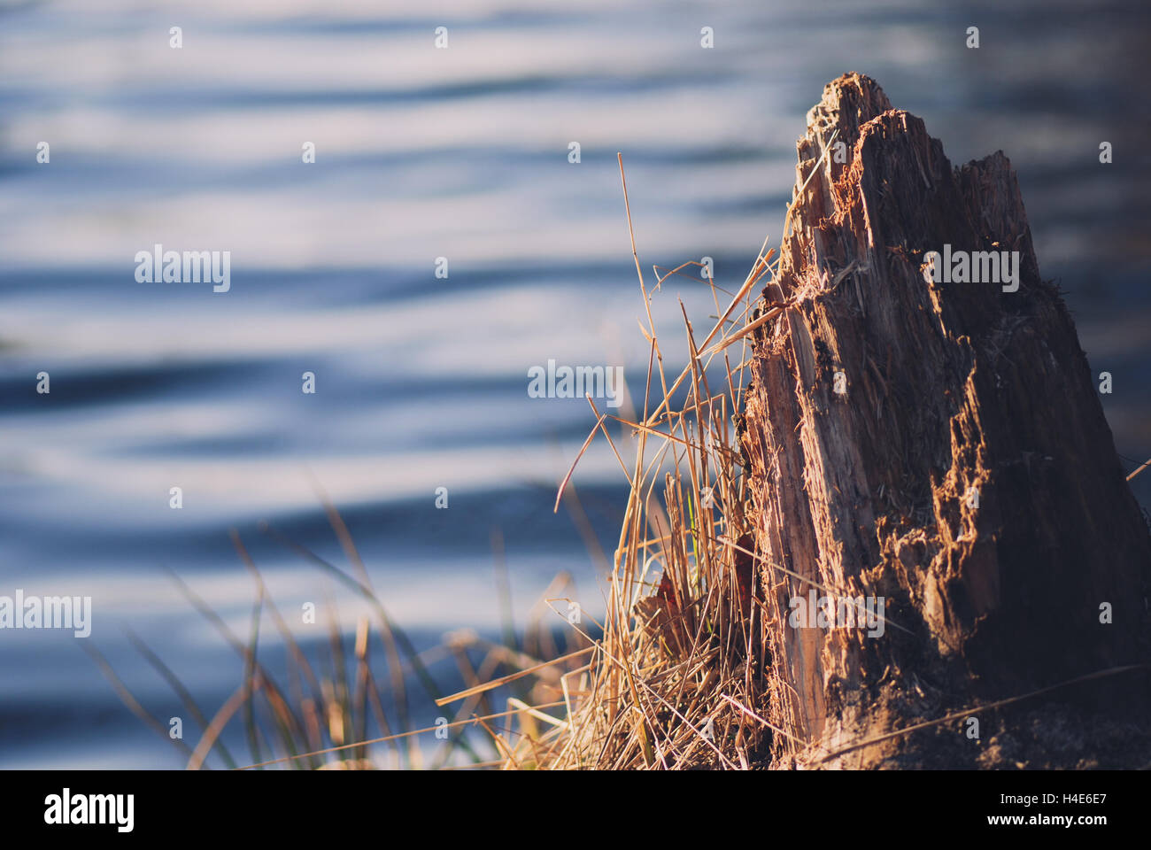 Photograph of a dead tree trunks sticking out the water at lake ...