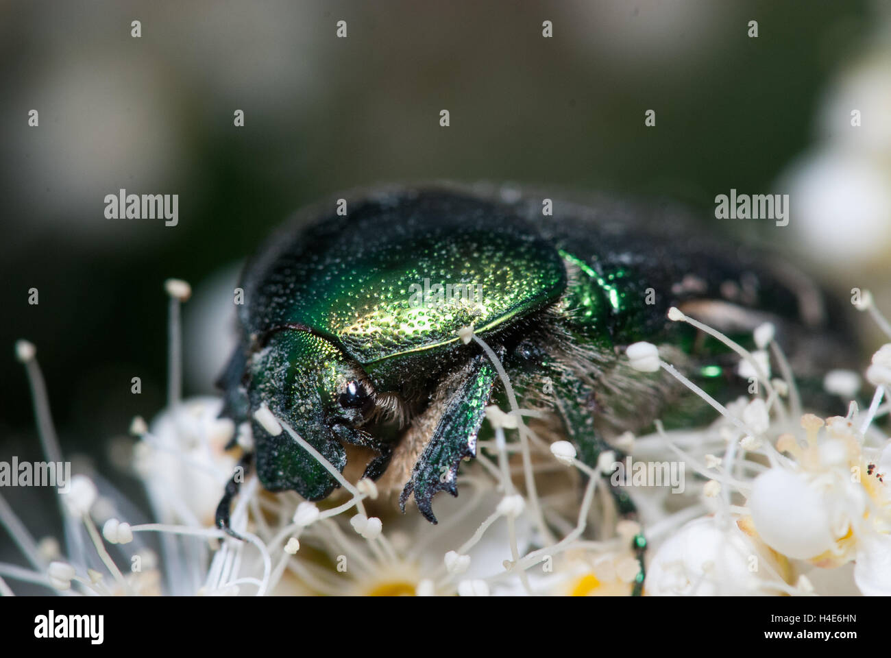 Green Chafer beetle on a white flower. Cetonia aurata extreme macro closeup shot Stock Photo - Alamy