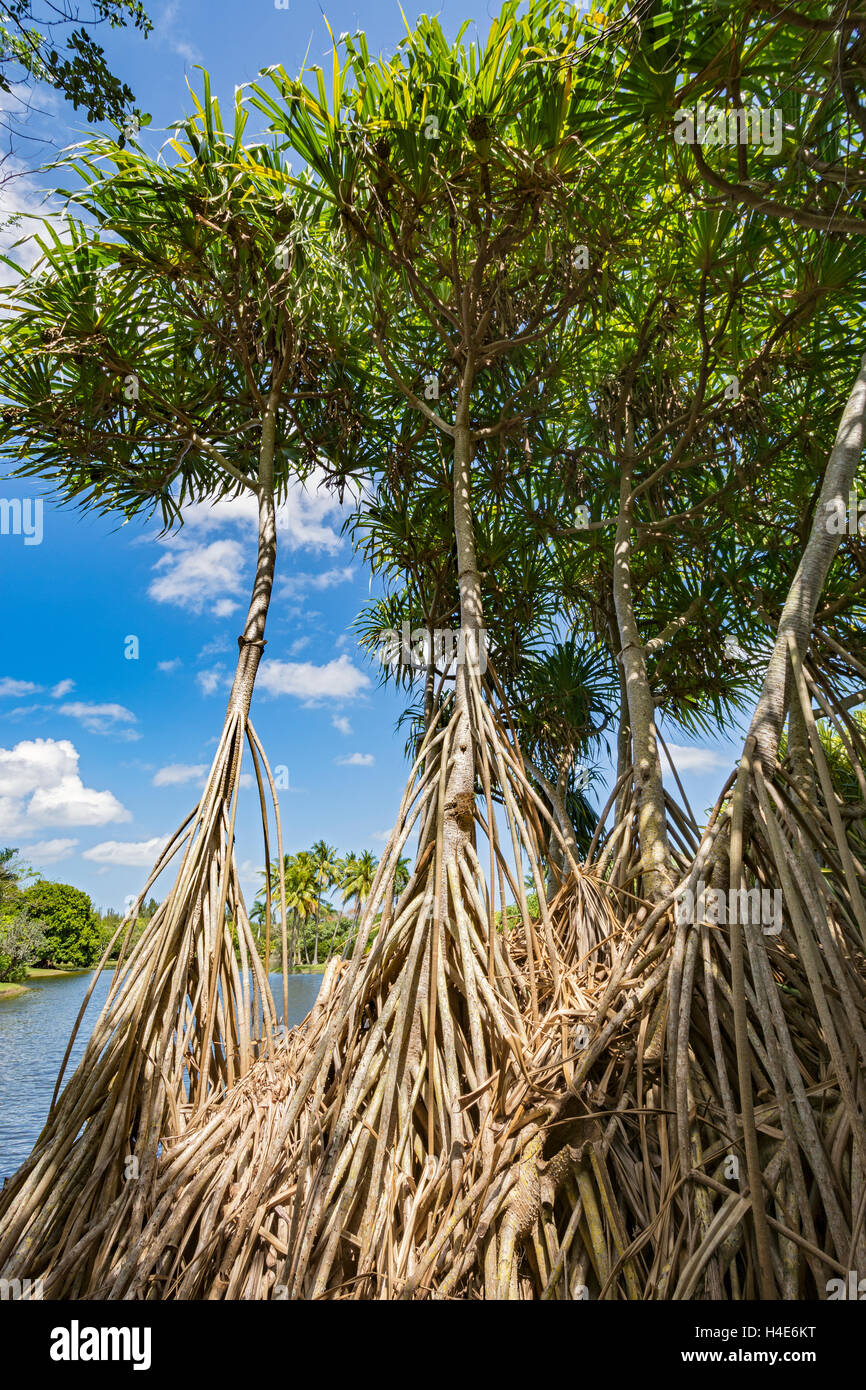 Florida, Coral Gables, Fairchild Tropical Botanic Garden, Mangrove ...