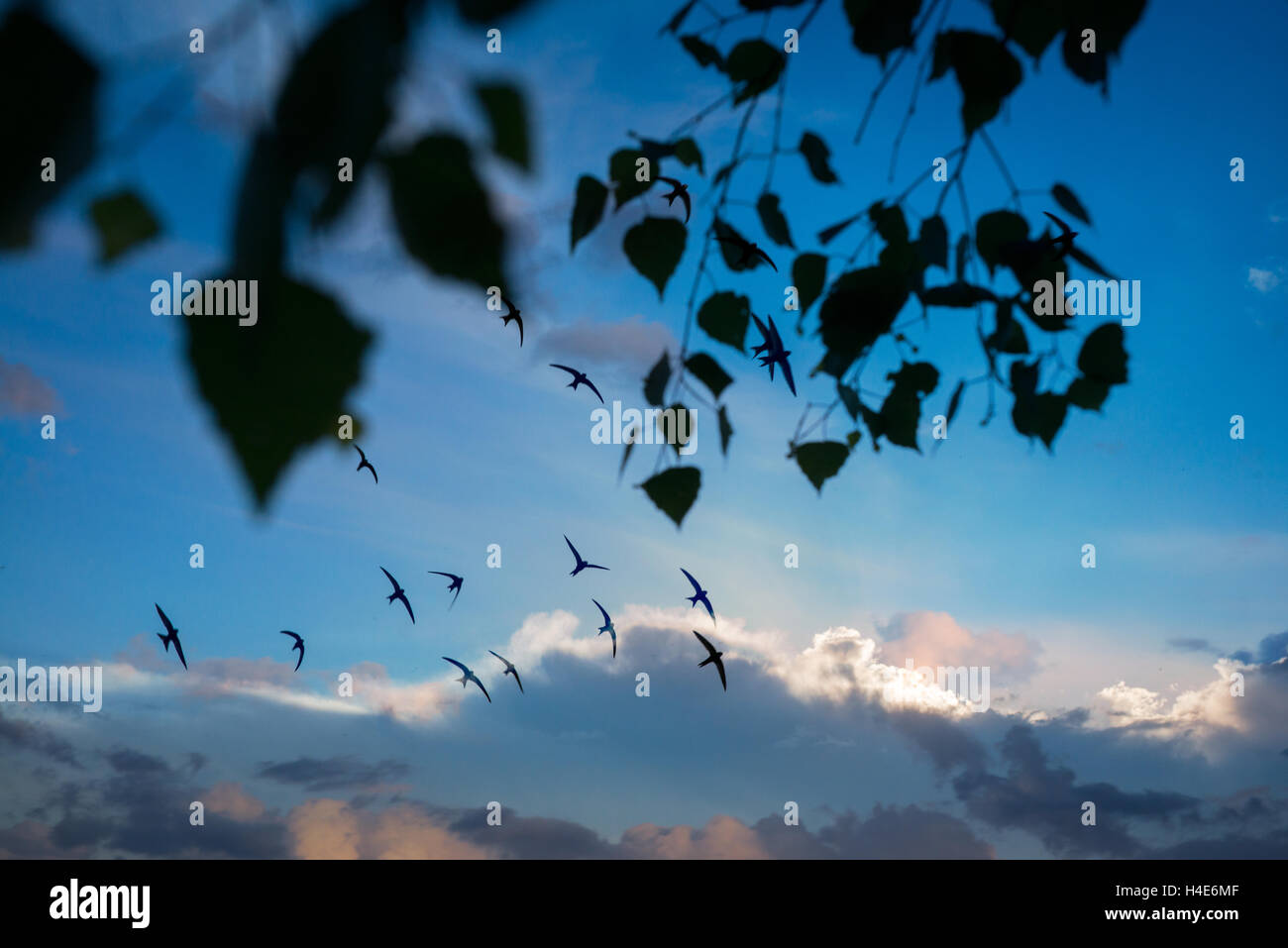 Flock of birds flying across a fiery sunset sky through tree branches ...