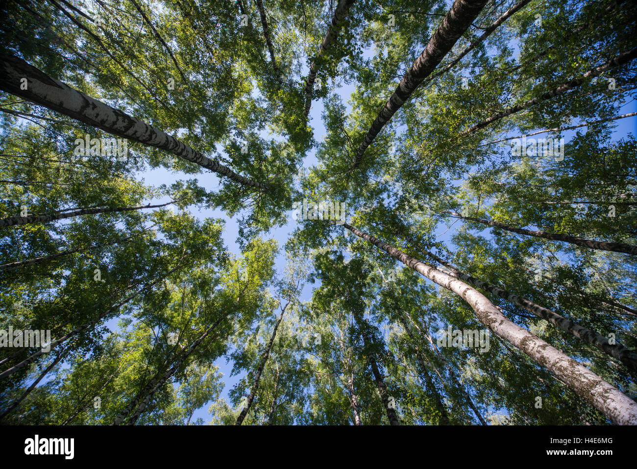 Looking up in Forest - Green Tree branches nature abstract Stock Photo ...