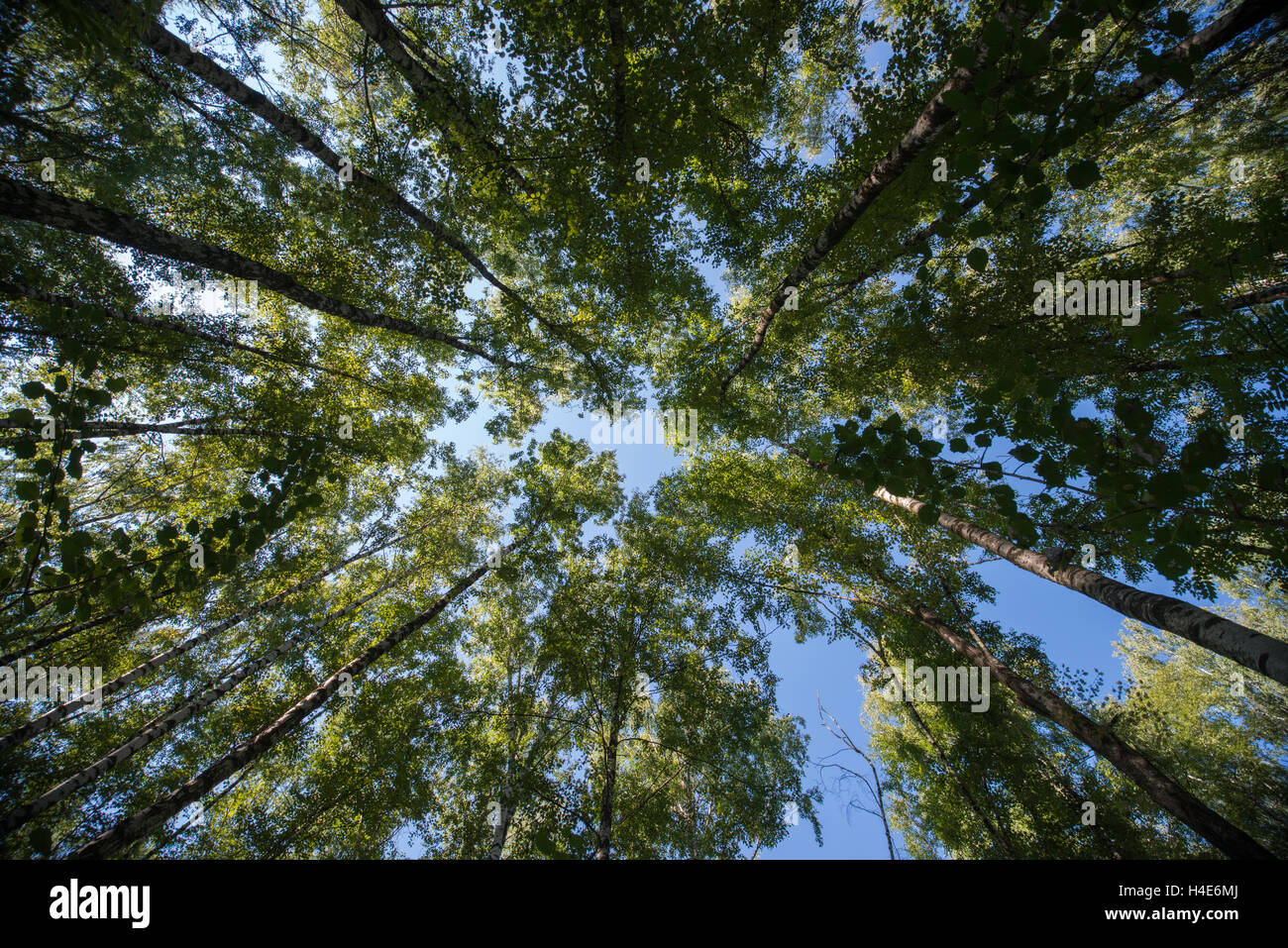 Looking up in Forest - Green Tree branches nature abstract Stock Photo ...