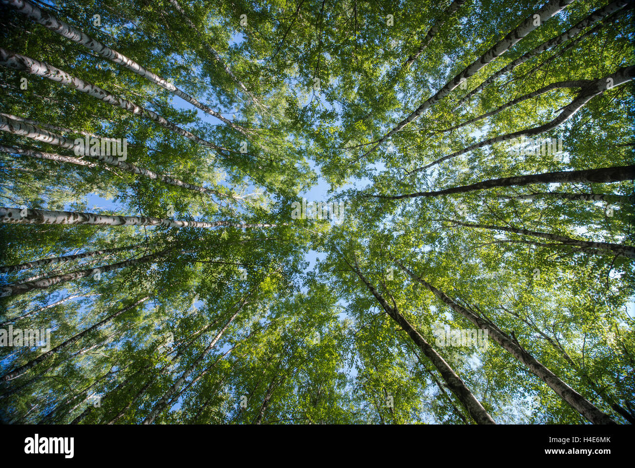 Looking up in Forest - Green Tree branches nature abstract Stock Photo ...