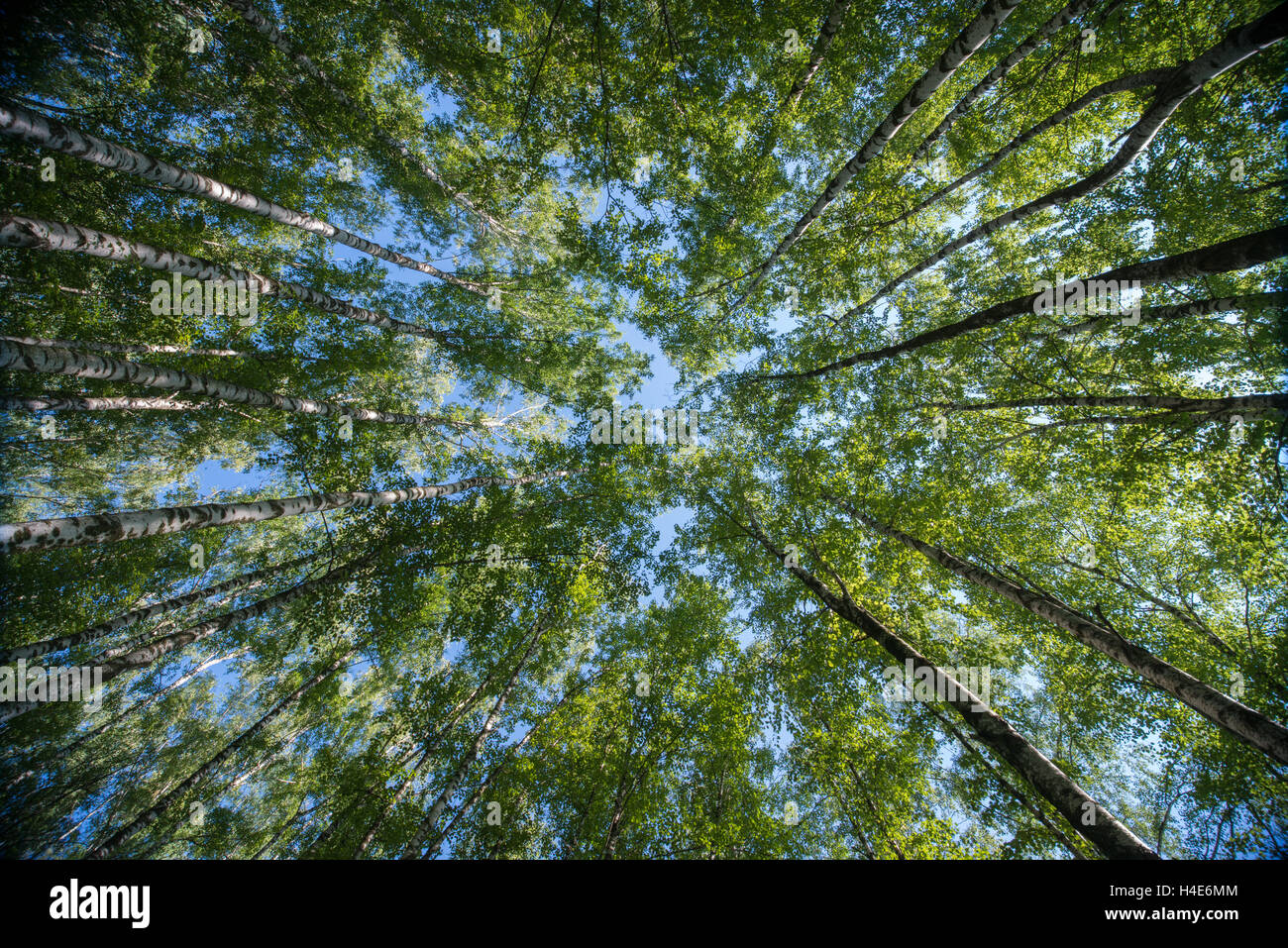 Looking up in Forest - Green Tree branches nature abstract Stock Photo ...