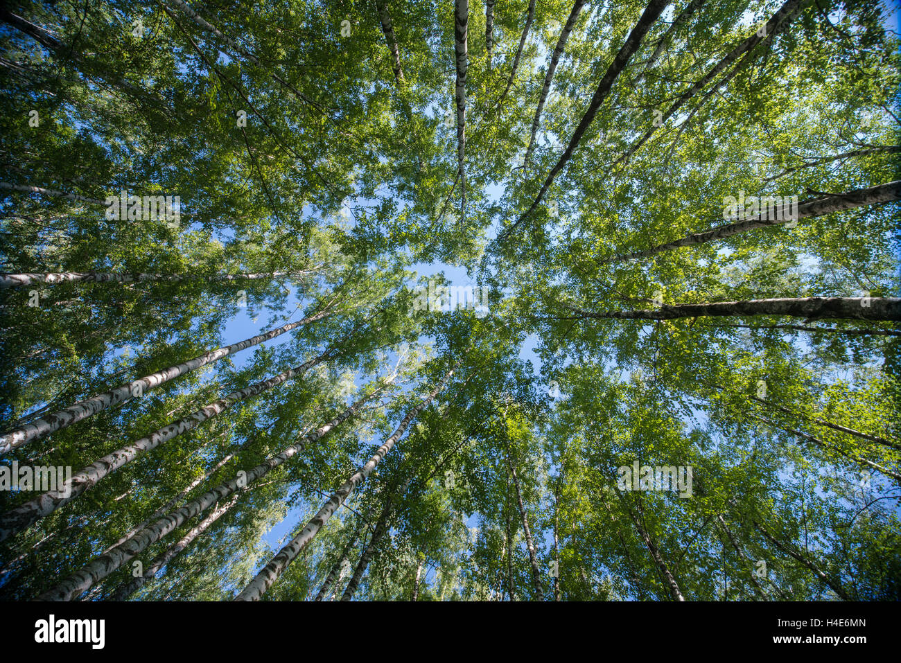 Looking up in Forest - Green Tree branches nature abstract Stock Photo ...