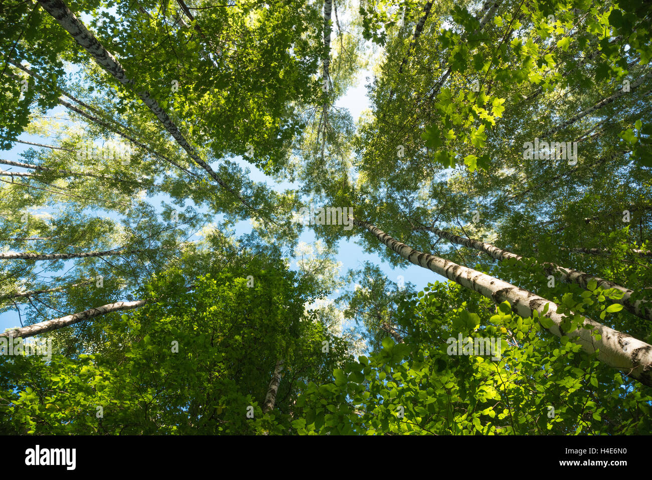 Looking up in Forest - Green Tree branches nature abstract Stock Photo ...