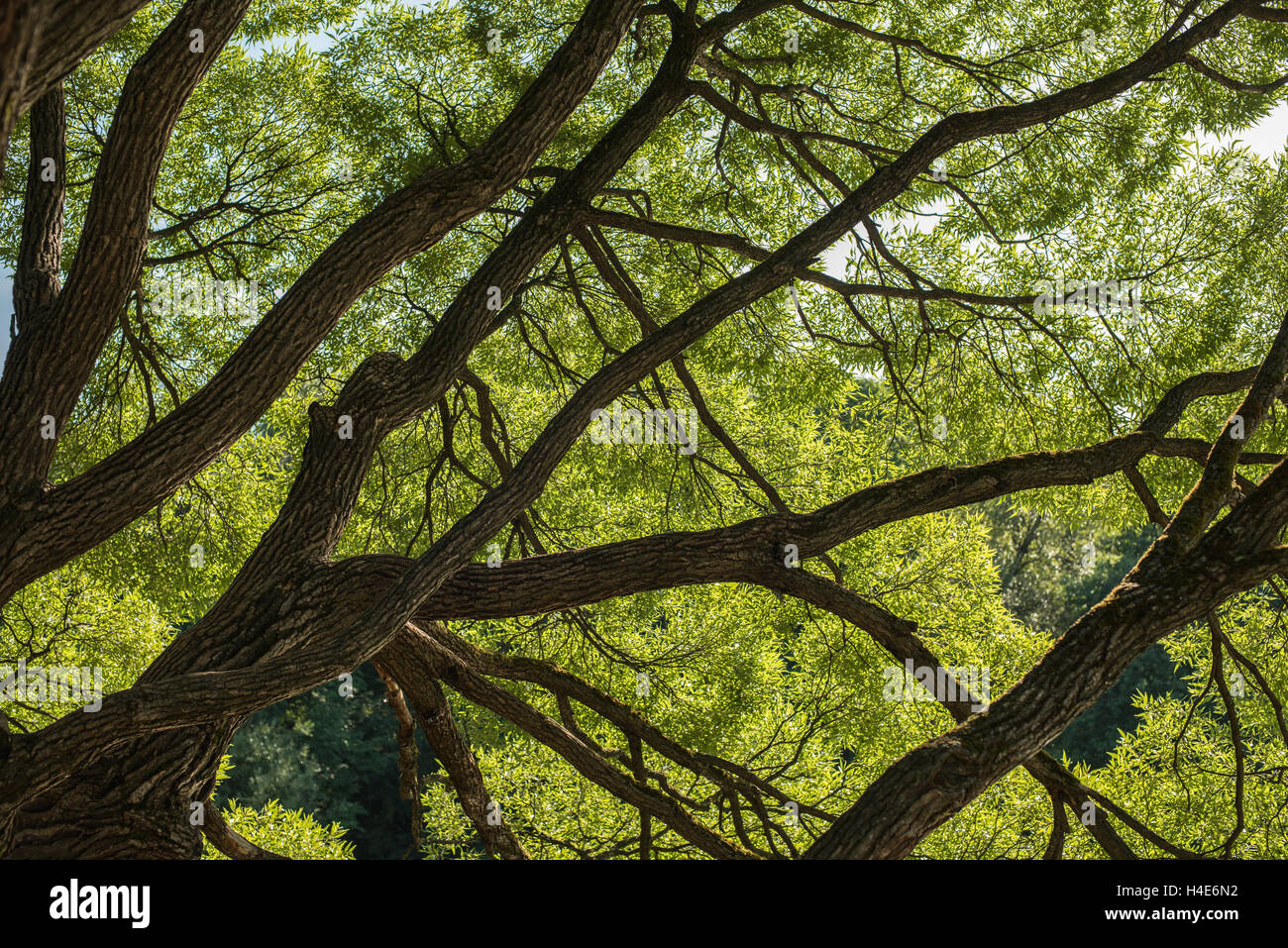 Looking up in Forest - Green Tree branches nature abstract background ...