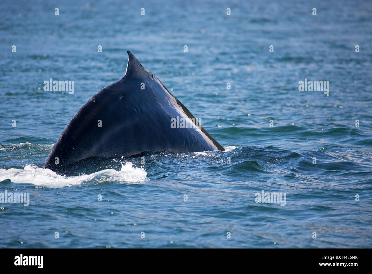 Humpback whale back hi-res stock photography and images - Alamy