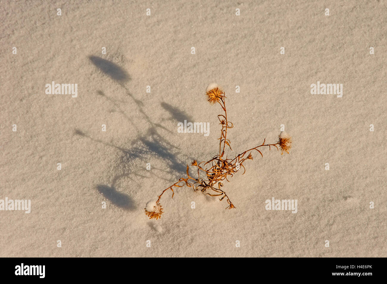Dead weeds hi-res stock photography and images - Alamy