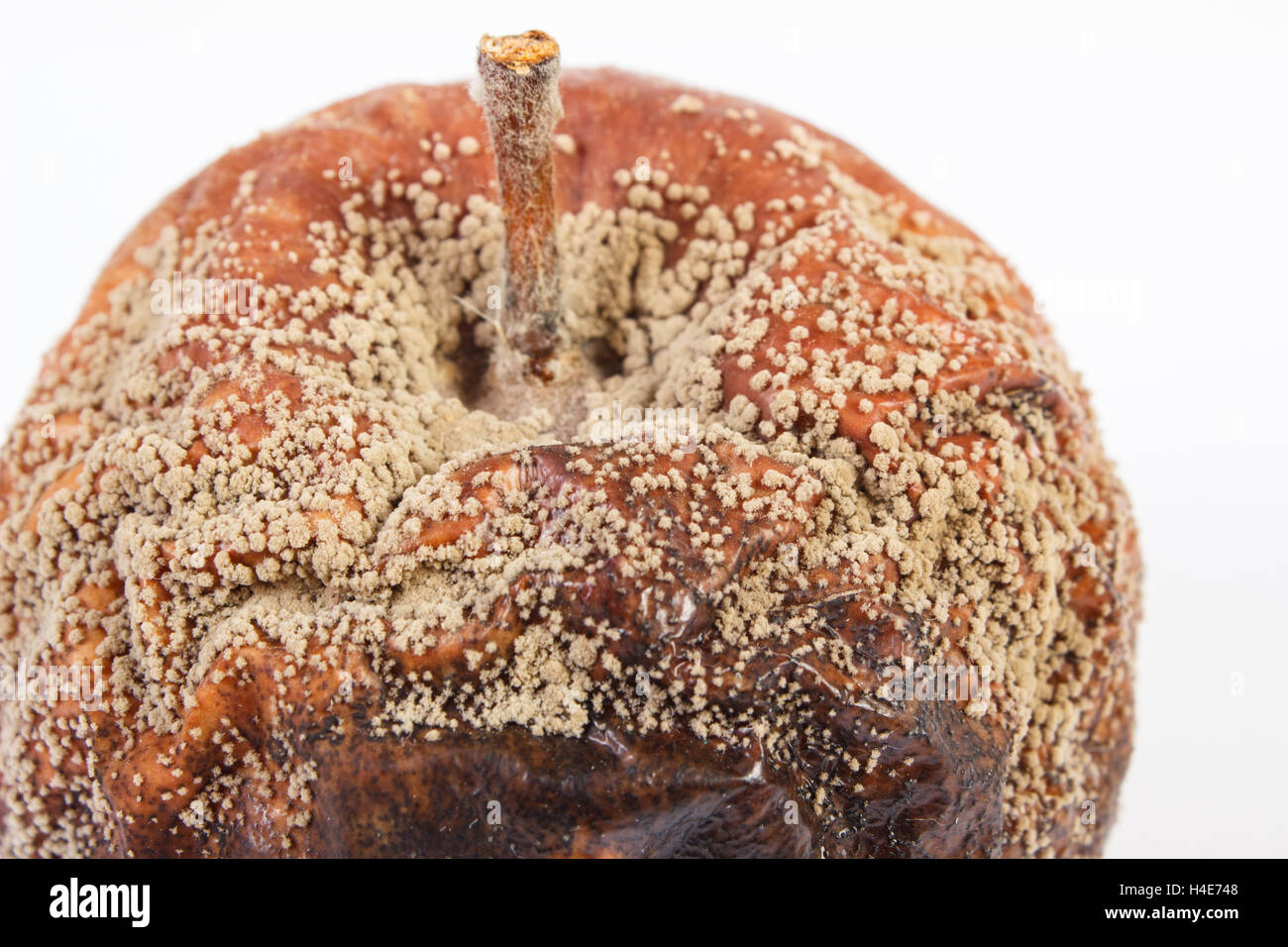 Closeup of old wrinkled apple with mold on white background, unhealthy ...