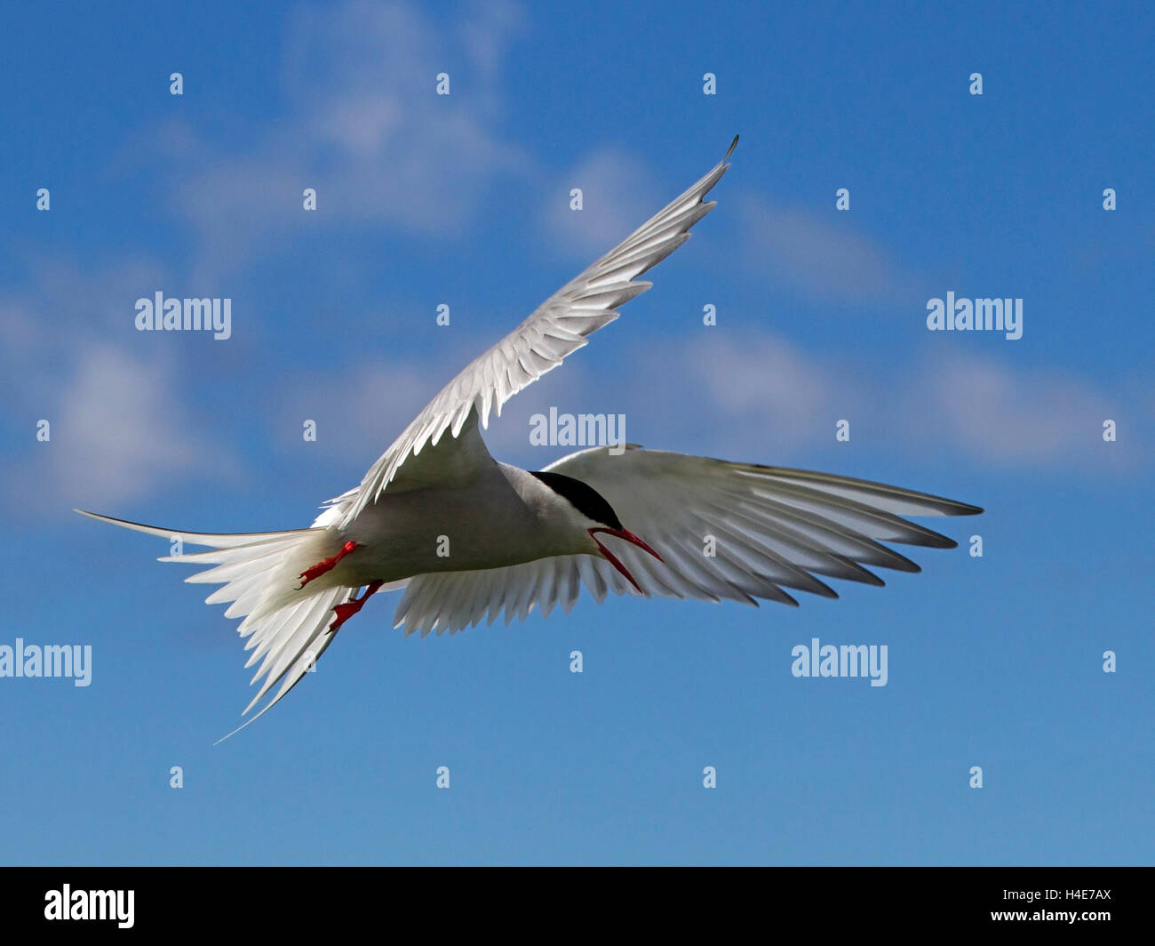Arctic tern in flight hovering hi-res stock photography and images - Alamy