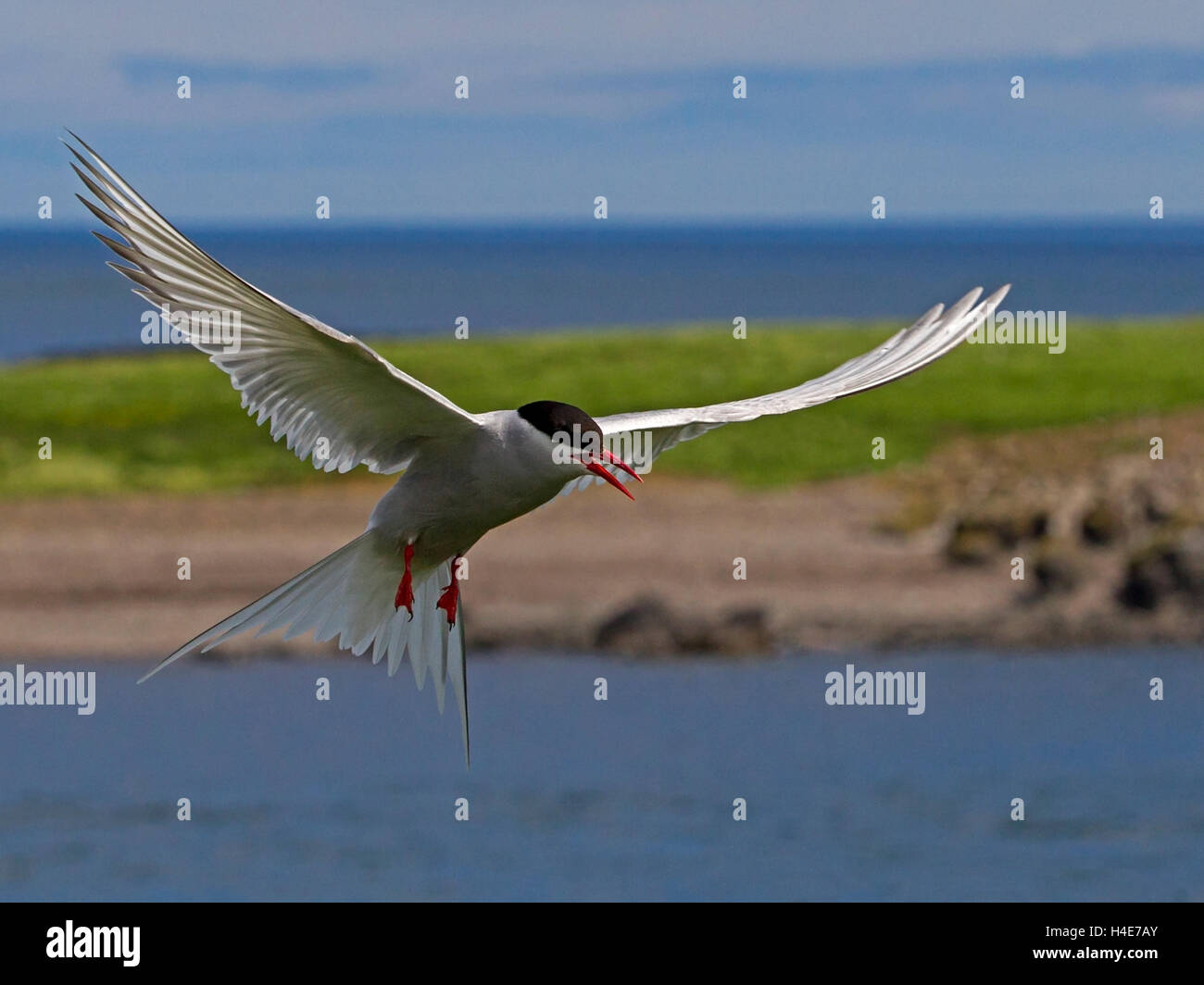 Arctic tern in flight, hovering Stock Photo - Alamy