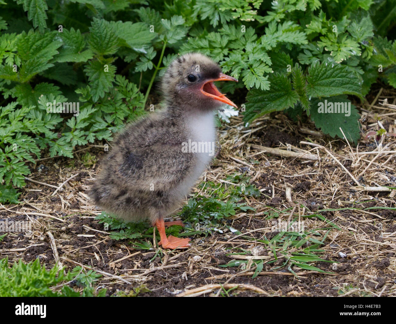 Young arctic tern chick, beak open Stock Photo - Alamy