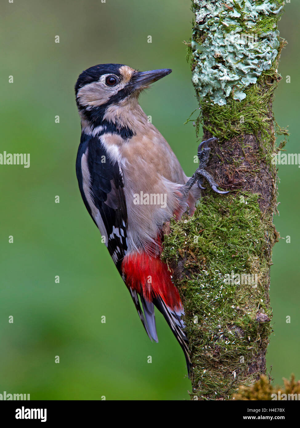 Female woodpecker hi-res stock photography and images - Alamy