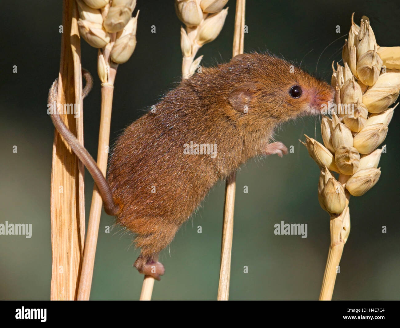 Harvest mouse eating hi-res stock photography and images - Alamy