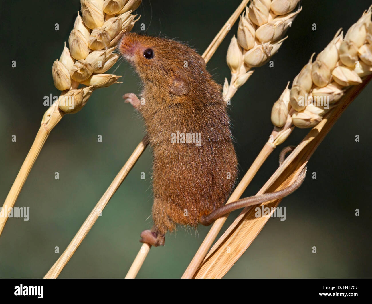 Eurasian harvest mouse eating wheat ear Stock Photo - Alamy