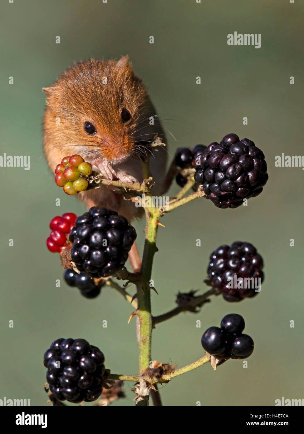 Eurasian harvest mouse on blackberries Stock Photo - Alamy
