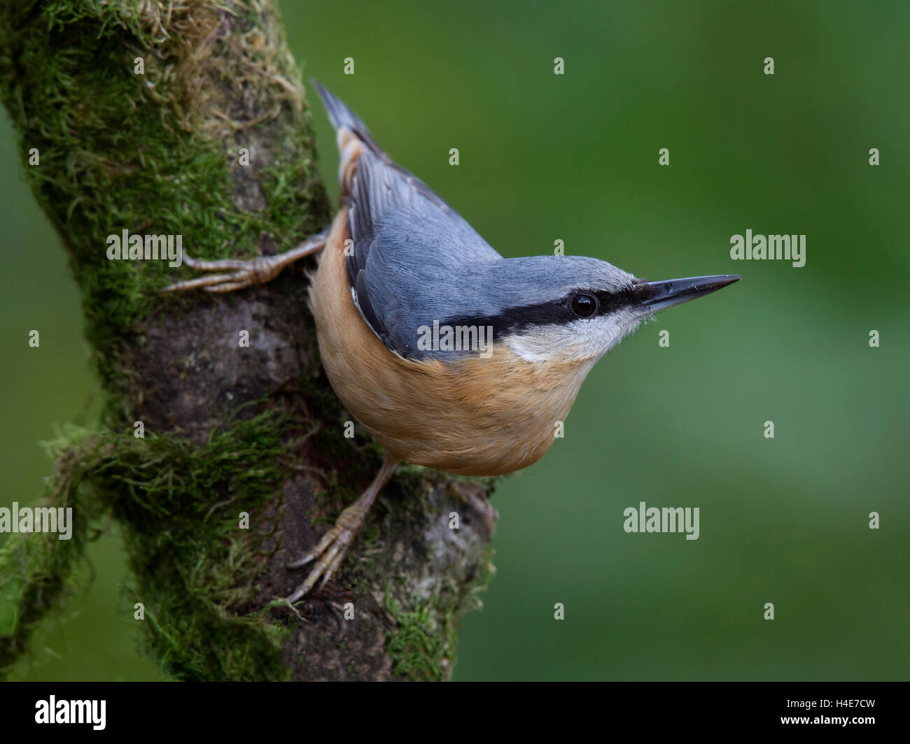 Eurasian nuthatch on tree Stock Photo - Alamy