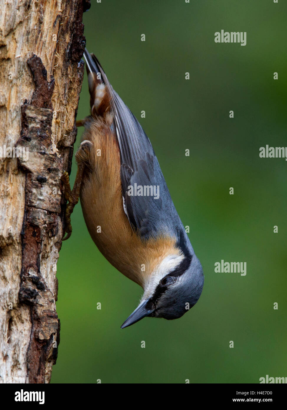 Eurasian nuthatch hi-res stock photography and images - Alamy