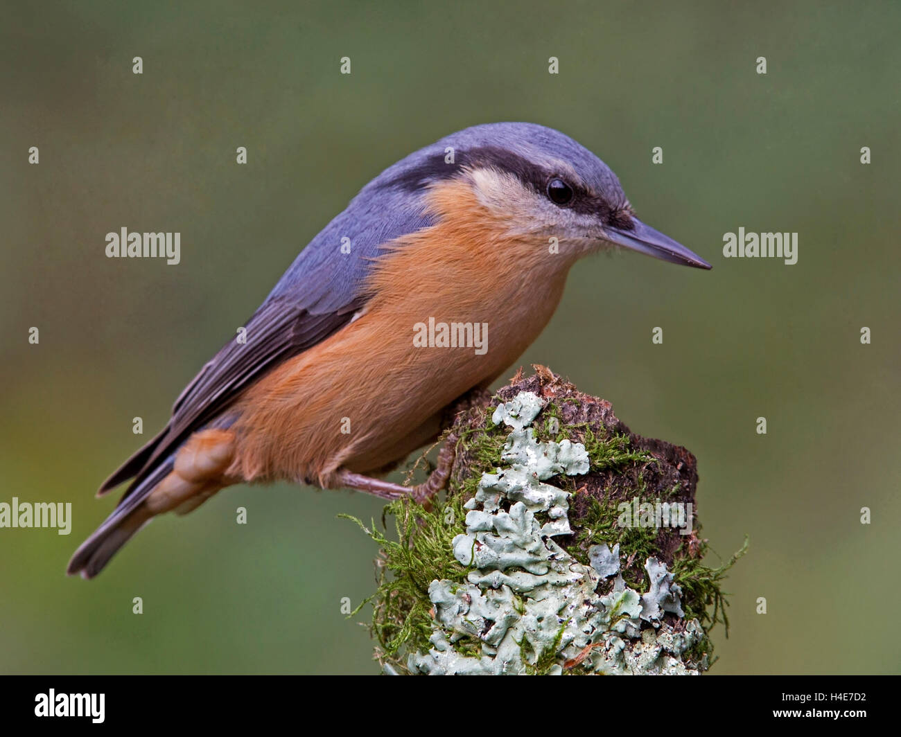 Nuthatch hi-res stock photography and images - Alamy