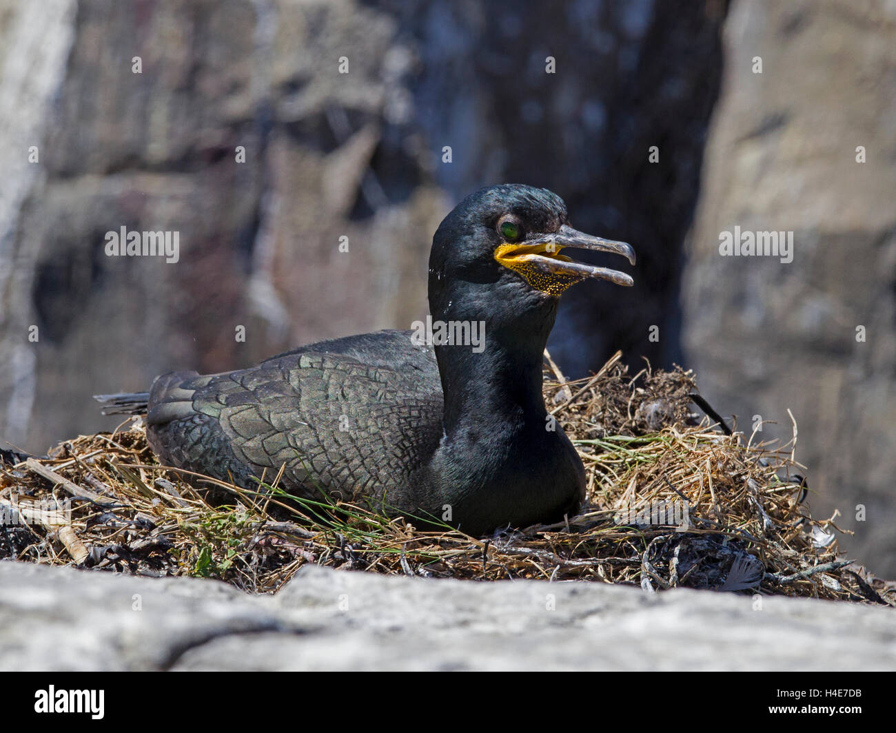 European shag on nest Stock Photo - Alamy