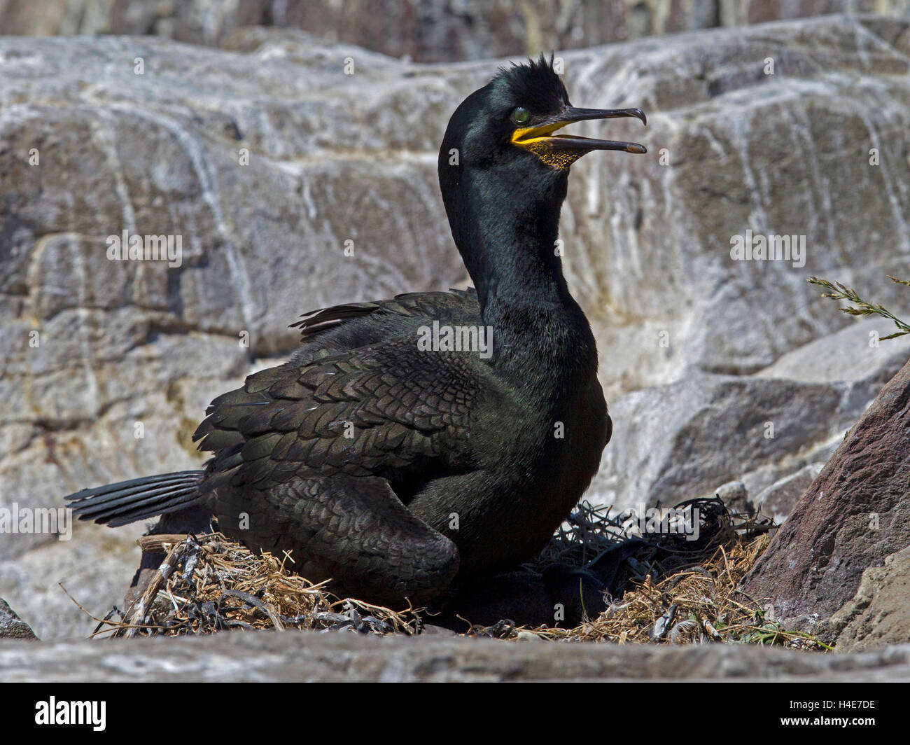 European shag on nest Stock Photo - Alamy