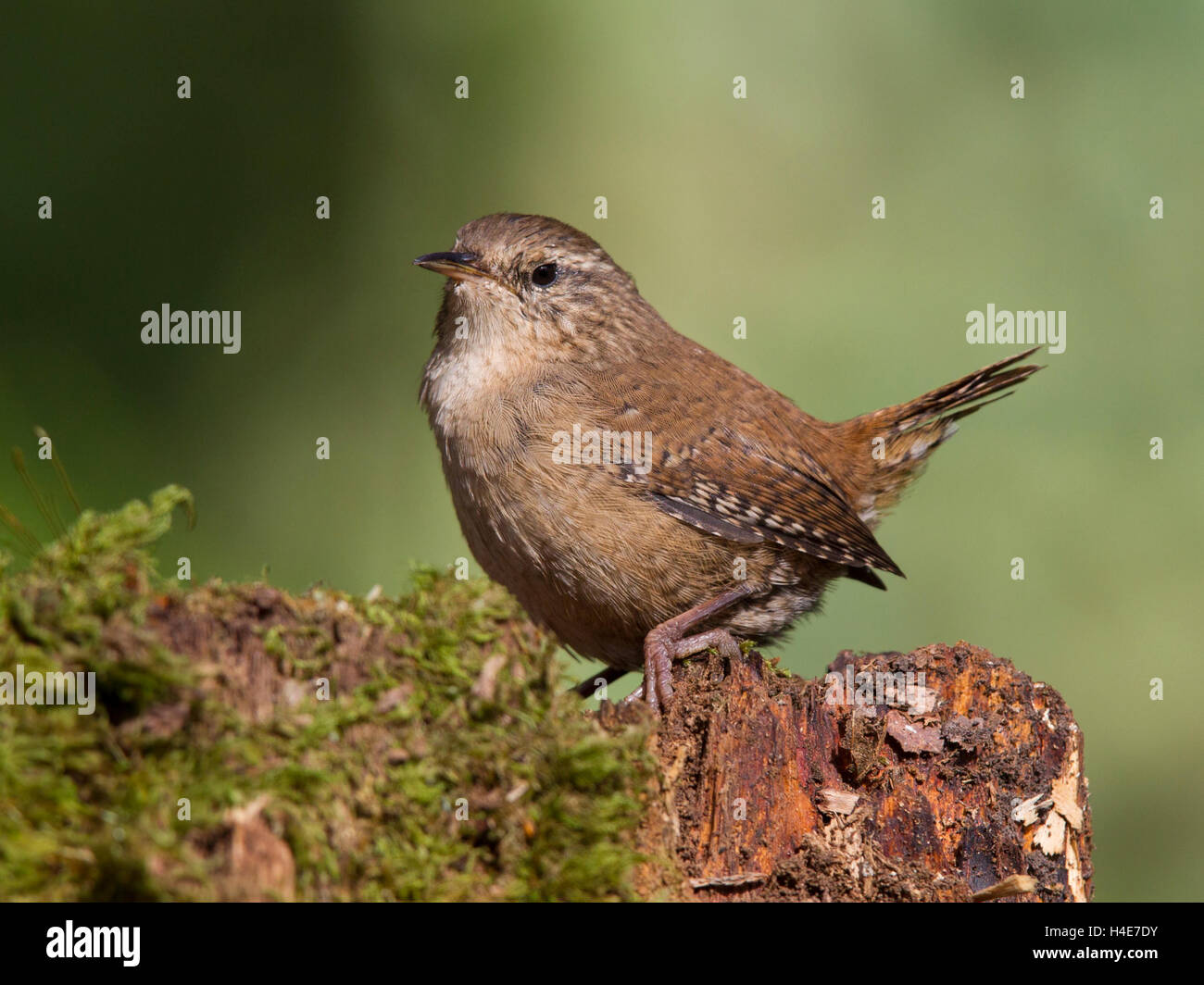 Wren birds uk hi-res stock photography and images - Alamy