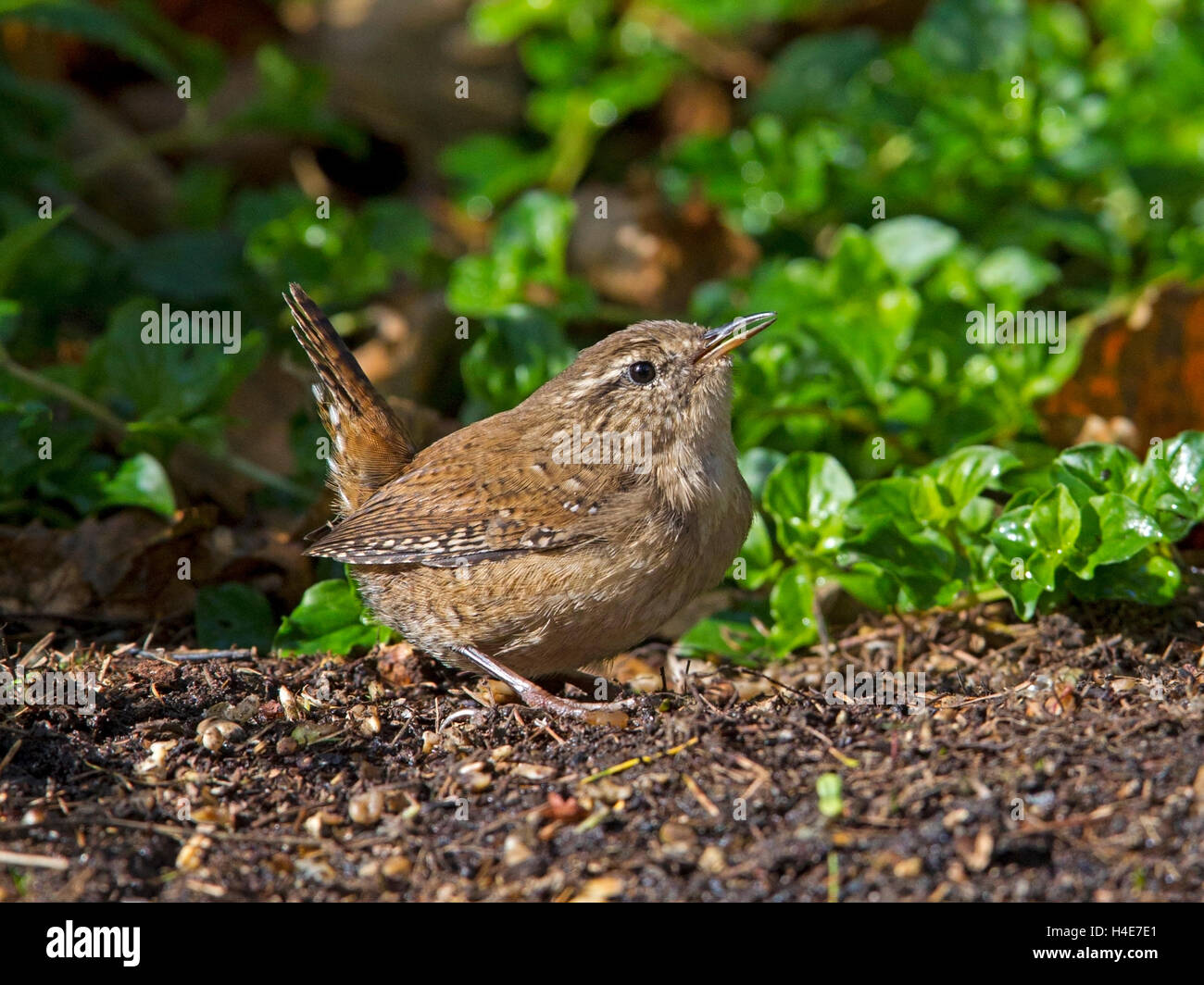 Wren birds uk hi-res stock photography and images - Alamy