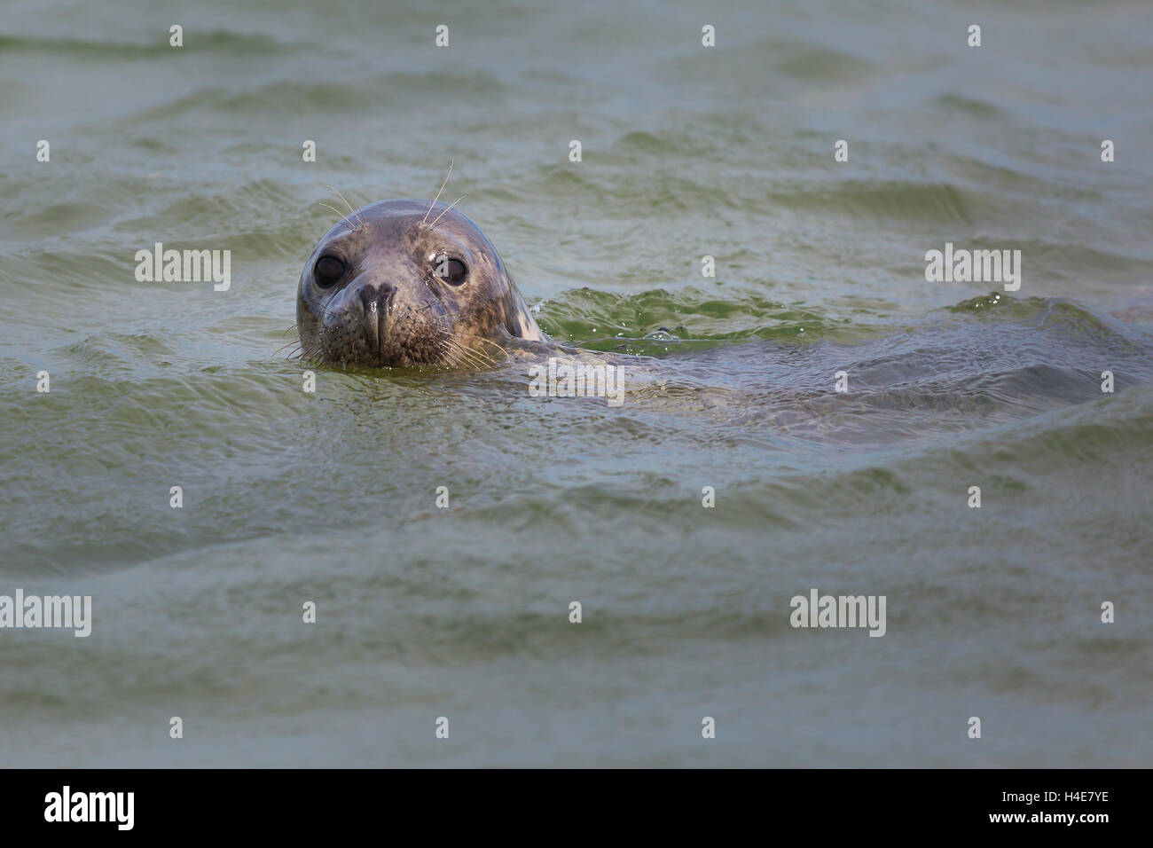 North sea seals basking in the Sun around the Norfolk coast Stock Photo ...