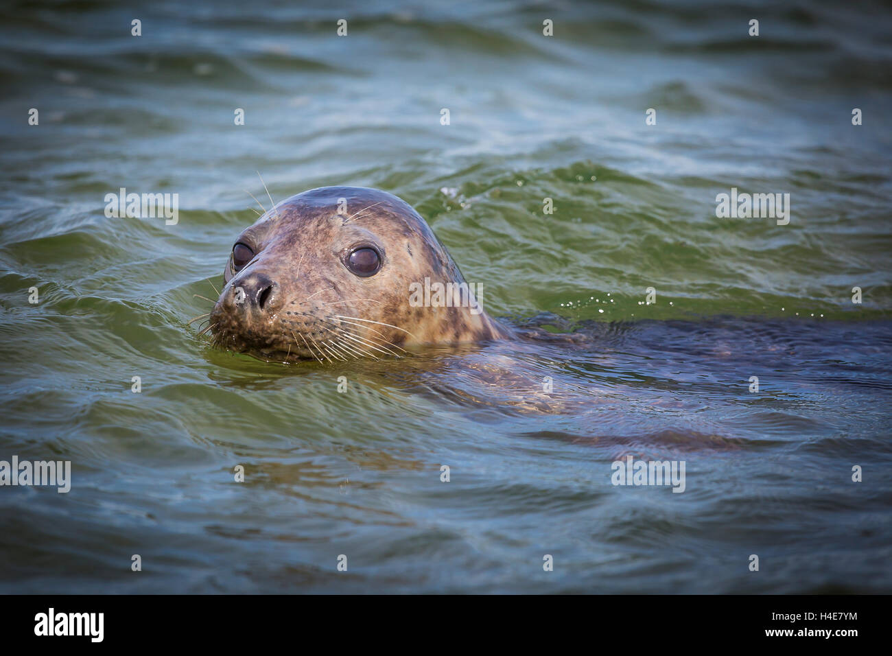 North sea seals basking in the Sun around the Norfolk coast Stock Photo ...