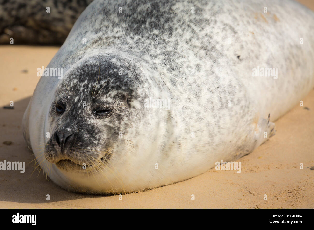 North sea seals basking in the Sun around the Norfolk coast Stock Photo ...