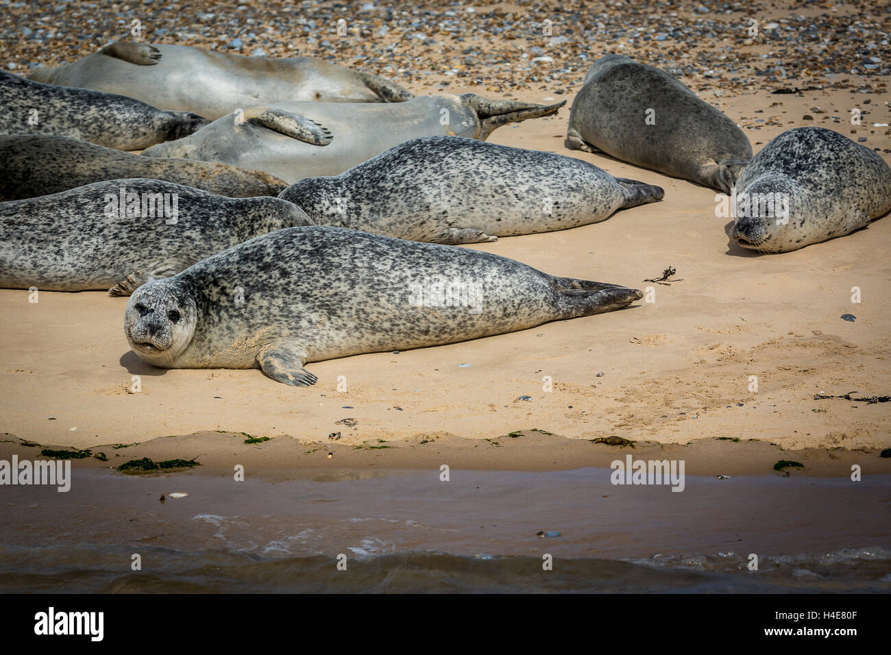 North sea seals basking in the Sun around the Norfolk coast Stock Photo ...