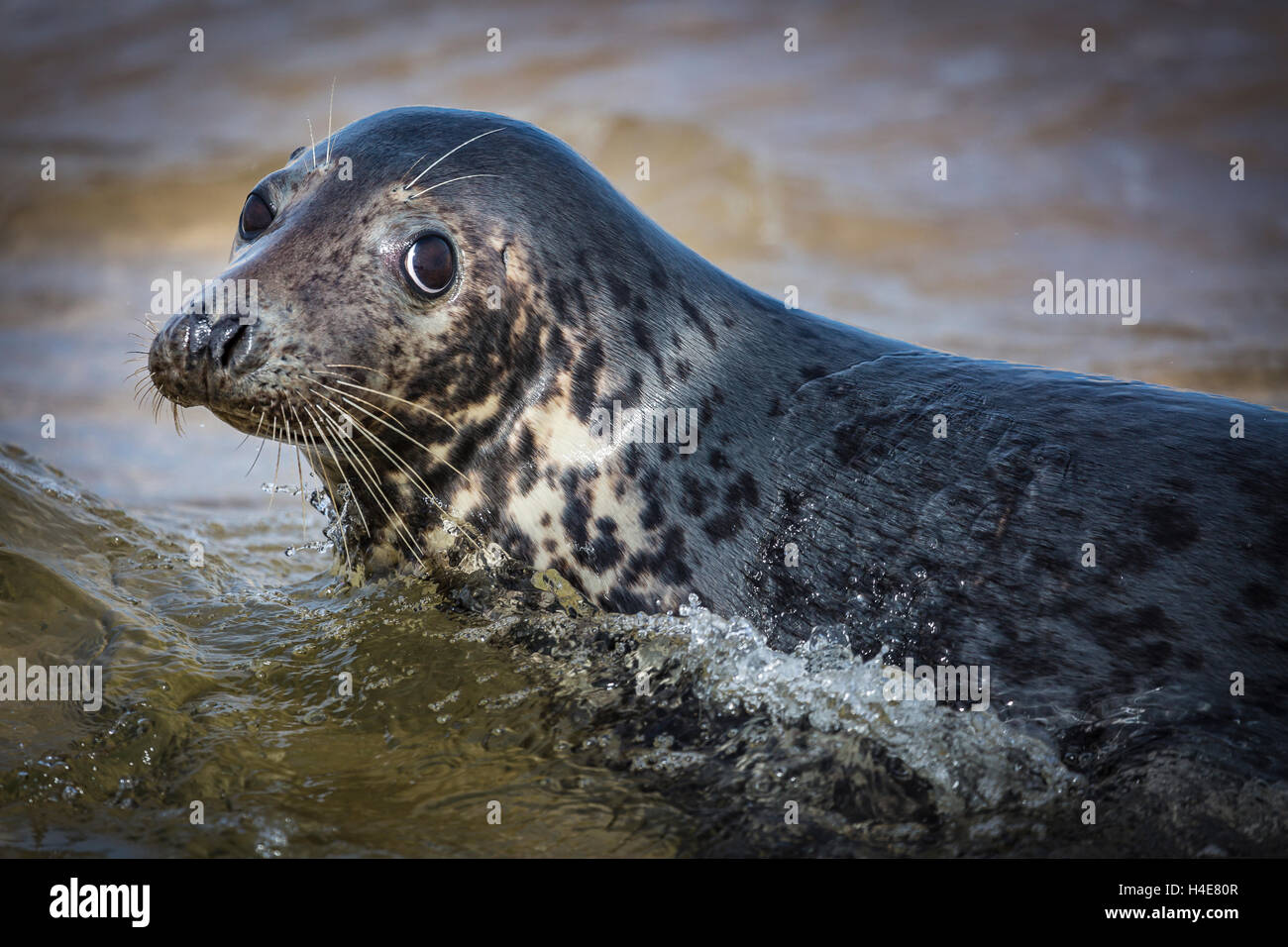 North sea seals basking in the Sun around the Norfolk coast Stock Photo ...