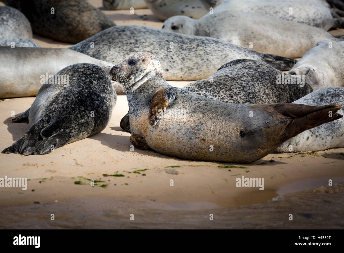 North sea seals basking in the Sun around the Norfolk coast Stock Photo ...