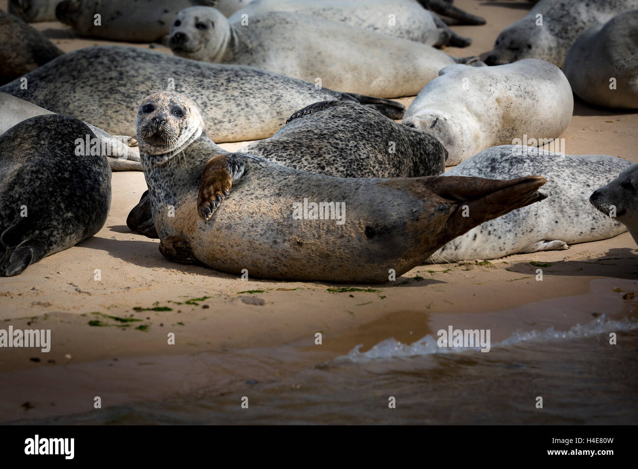 North sea seals basking in the Sun around the Norfolk coast Stock Photo ...